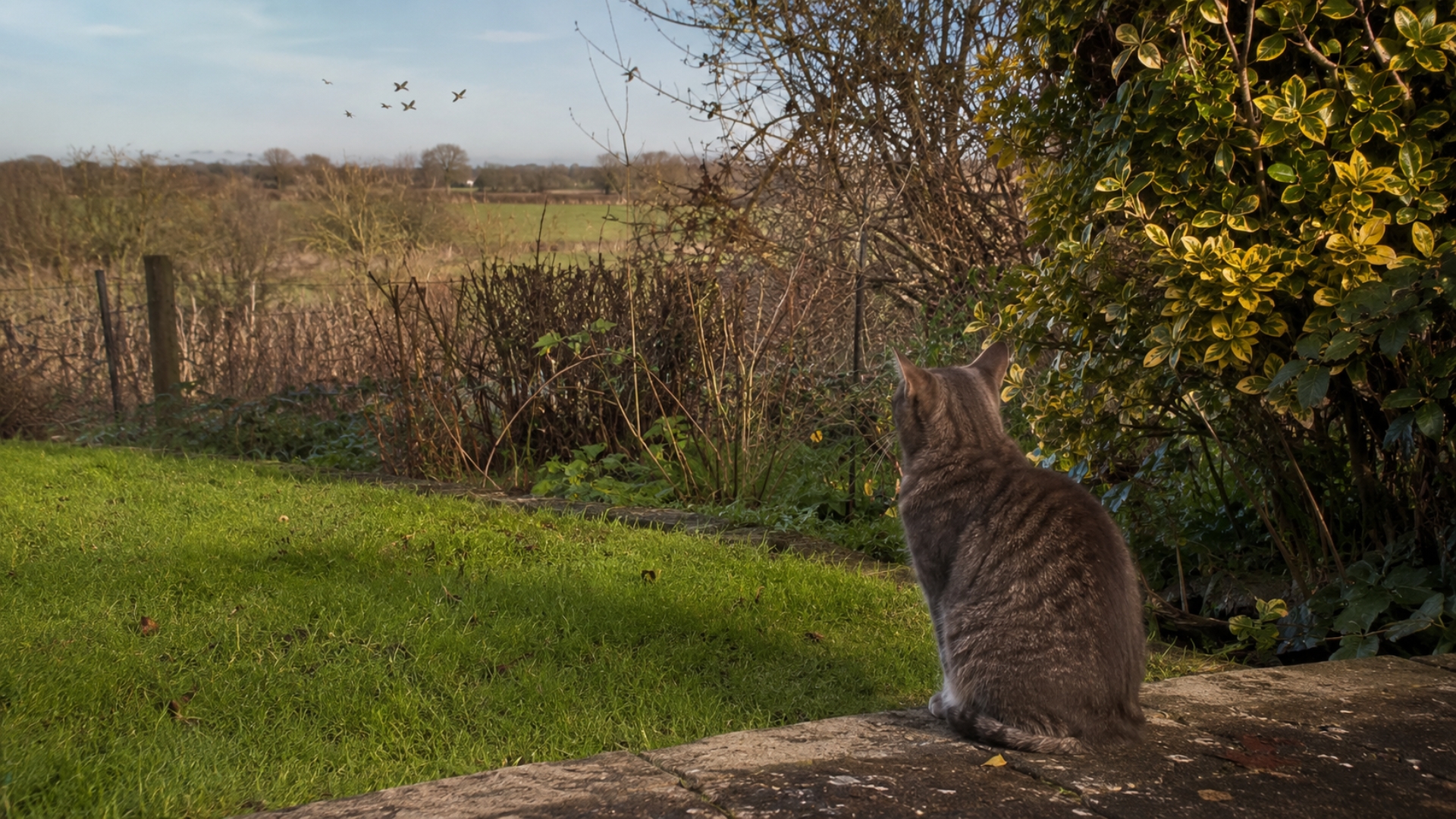 Outdoor cats carry disease risks that connect pets, people, and wildlife