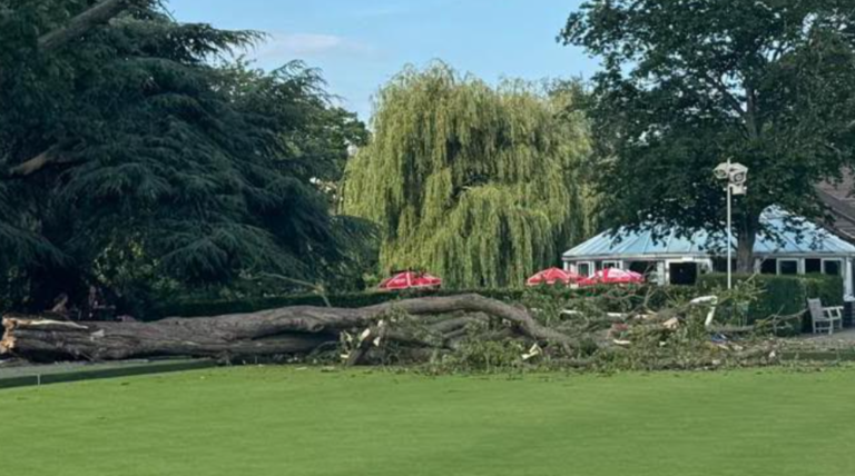 Man's narrow escape as tree falls on bowling green