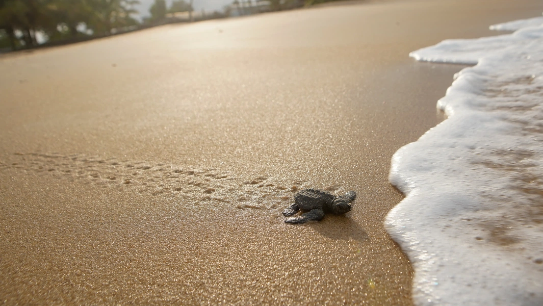 Protecting and assisting nesting turtles