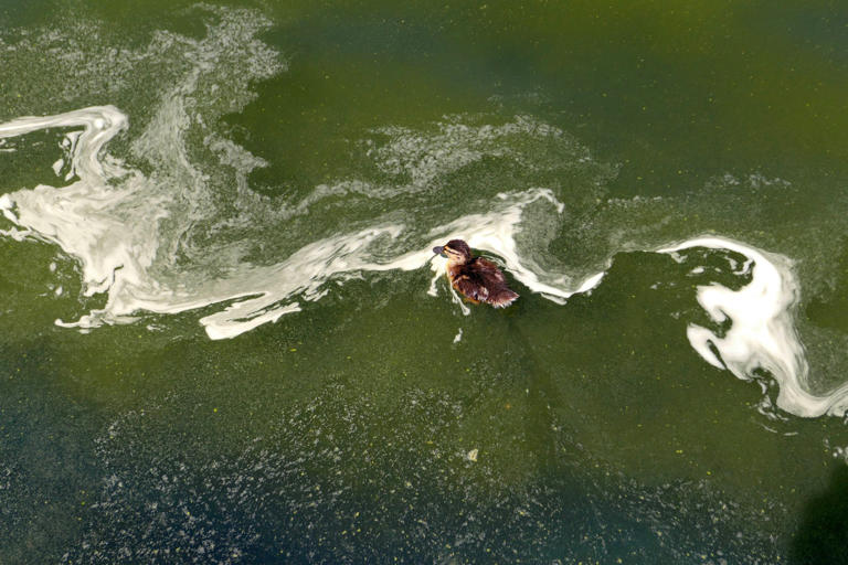 Dead duckling found floating in Donald Trump’s 'improved' Reflecting Pool