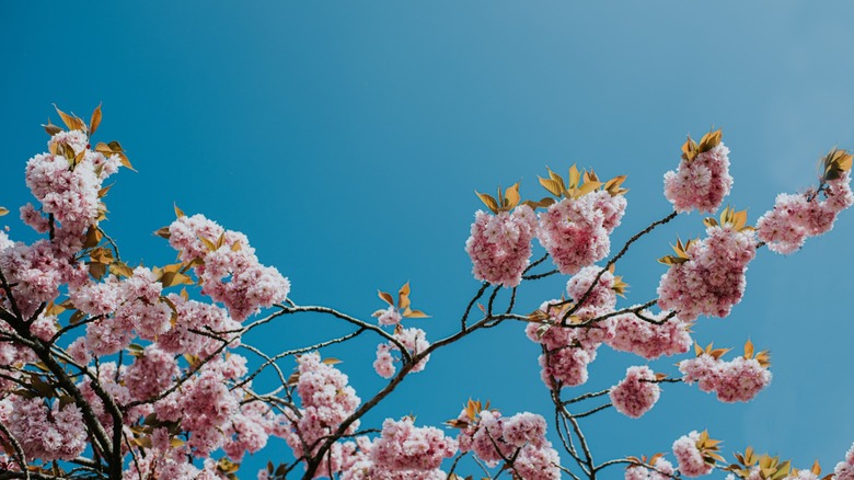 17 beautiful flowering trees that can bring much-needed color to a yard