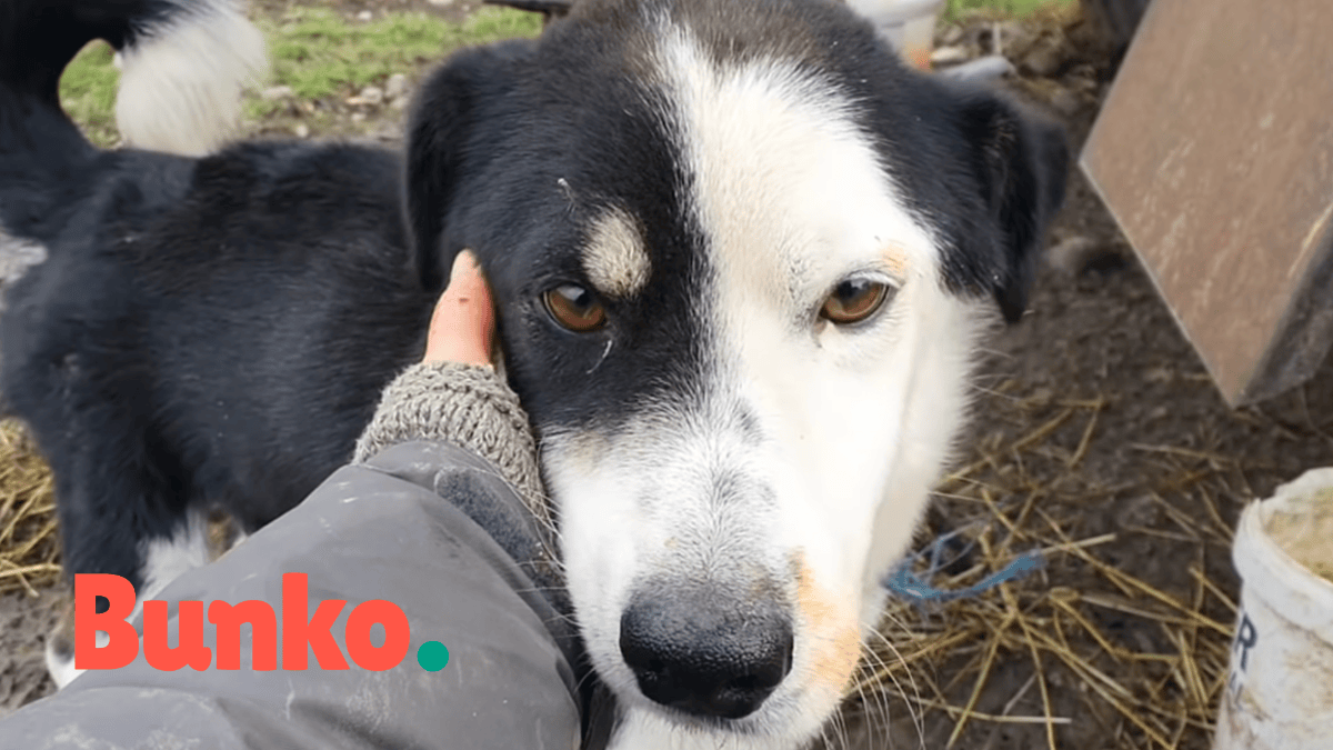 Loki, the dog who was chained for not being useful until rescuers ...