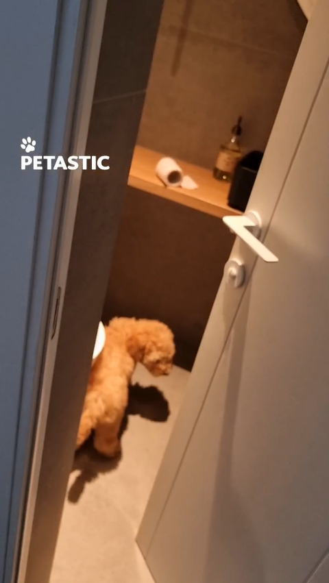 Children instantly fall in love with their new puppy