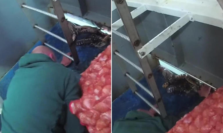 Fishermen are jailed after ditching illegal lobster haul over boat ...