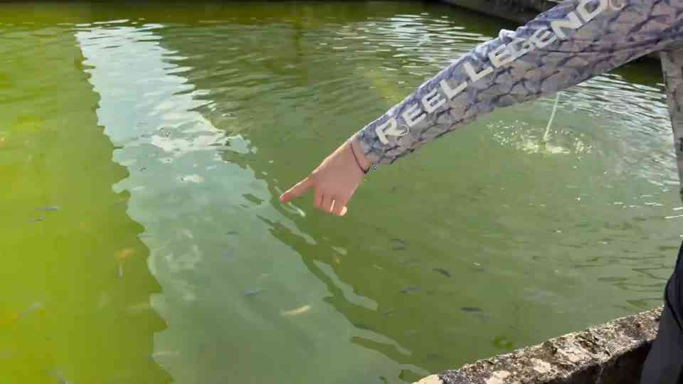 This green pond was secretly packed with rare aquarium fish