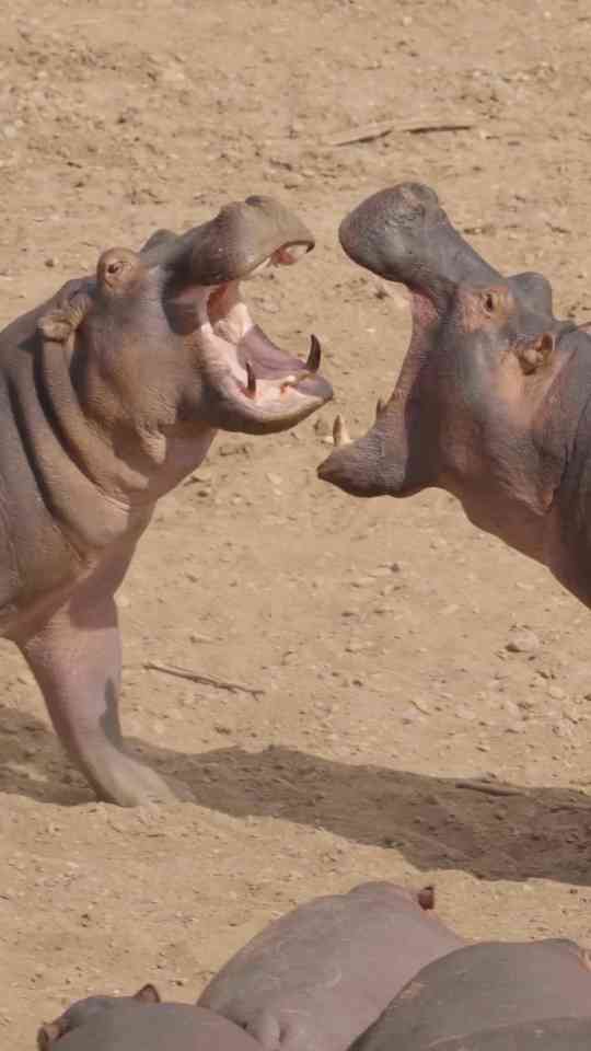 Hippo playtime in the wild nature wildlife safari scene