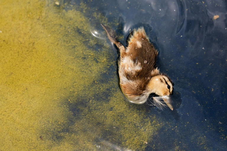 Dead duckling found floating in Donald Trump’s ‘improved’ Reflecting Pool