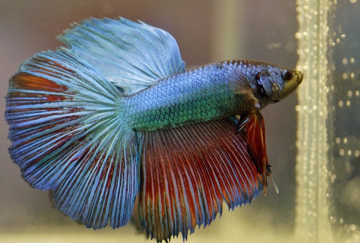 10 things to know about betta fish before you get one for your pot