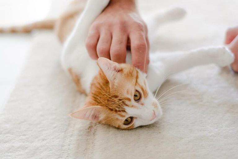 Petting your cat might actually make you more stressed, a new study ...