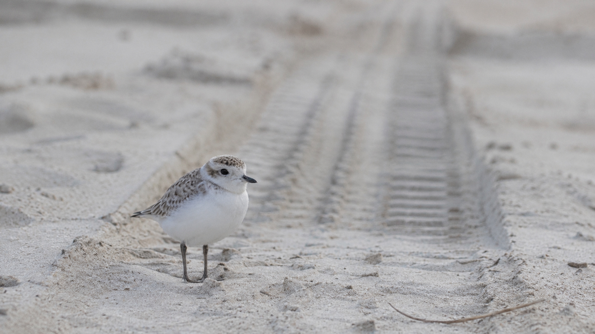 Oceano Dunes’ off-roading fight puts snowy plovers and least terns back ...