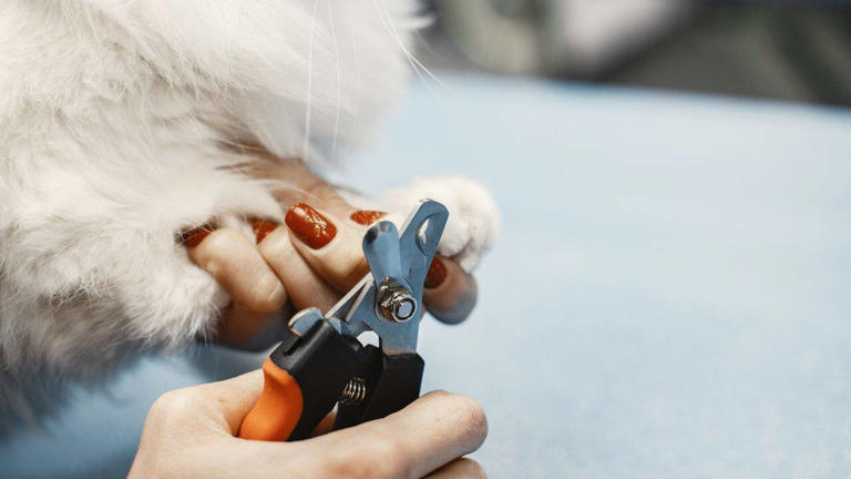 Can cutting nails make your pets upset and stressed?