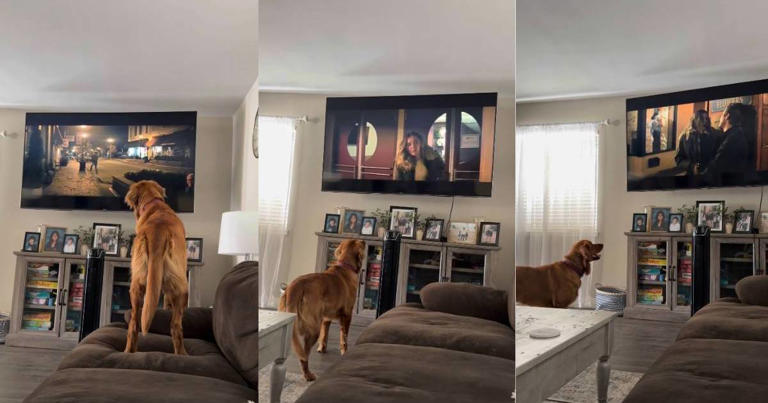 No jump scares can shake this golden retriever's love for scary movies
