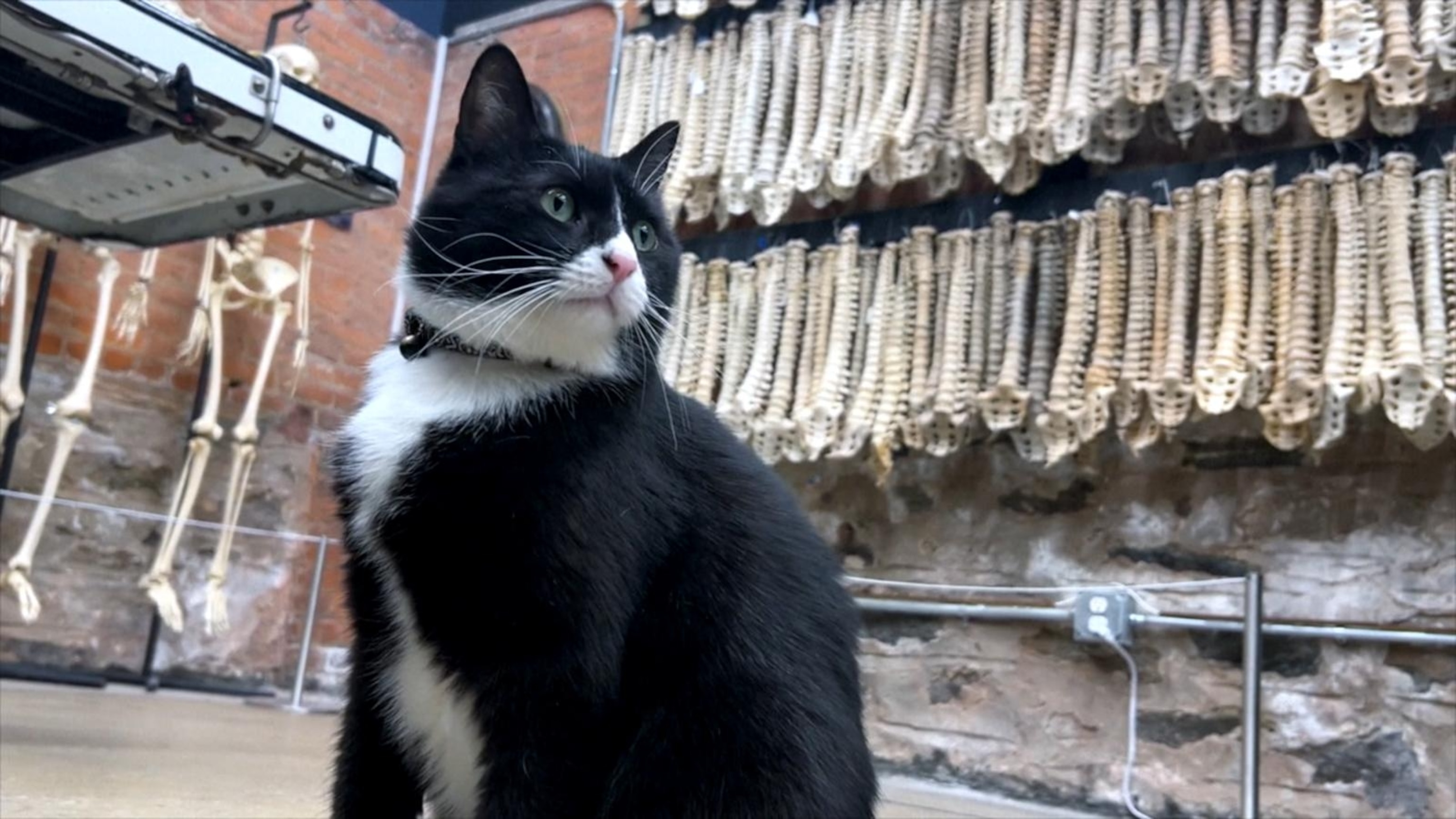 Cat lands museum security job