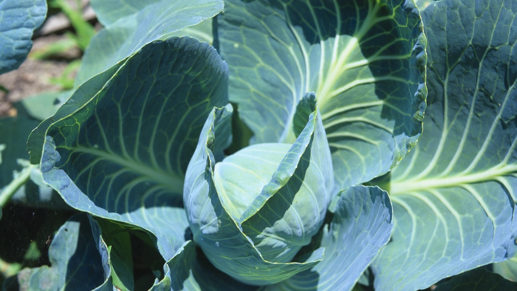 Cabbage nutrition and weight-loss benefits