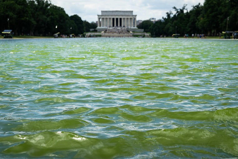 The Reflecting Pool problems reflect Trump’s whole deal