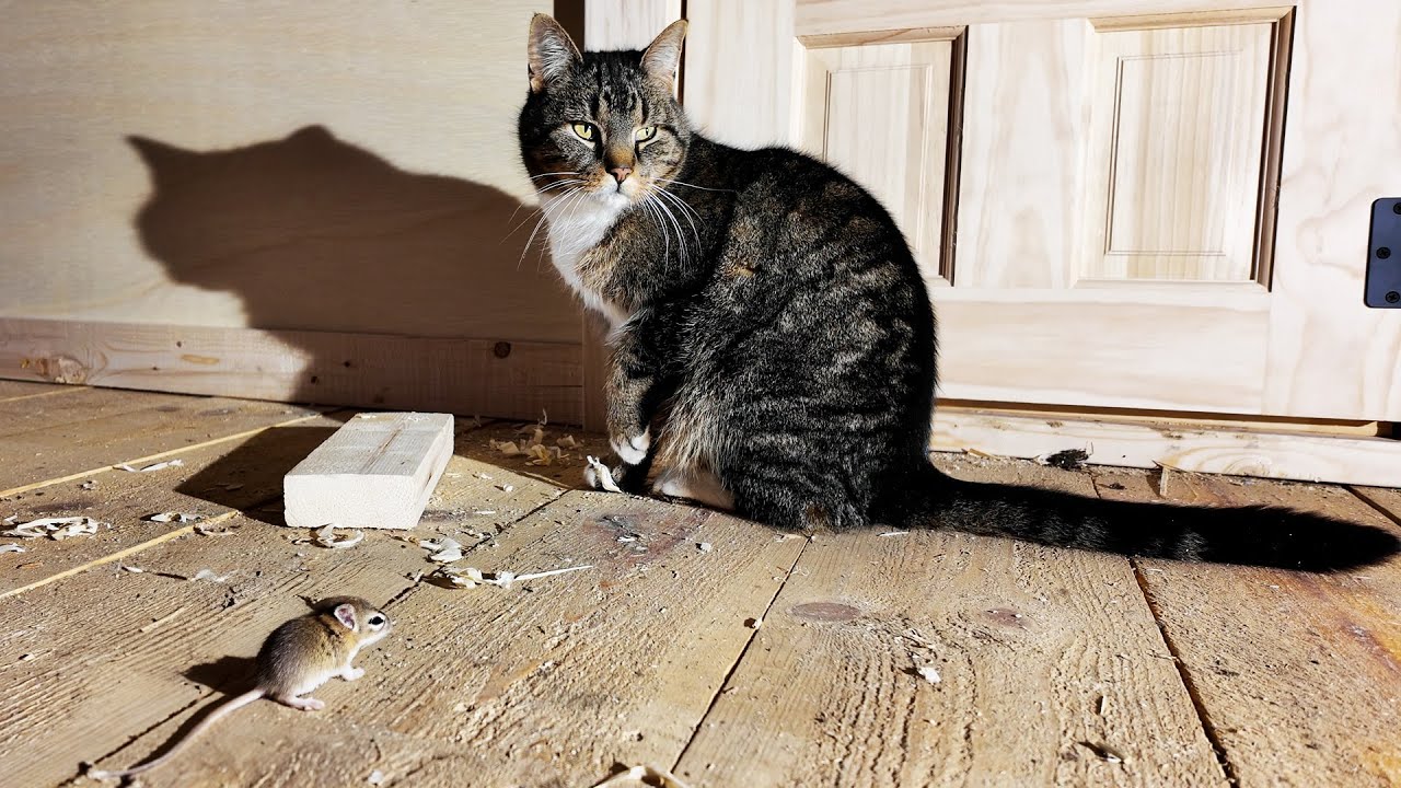 Discover the action taken while building a brand new bird hatchery