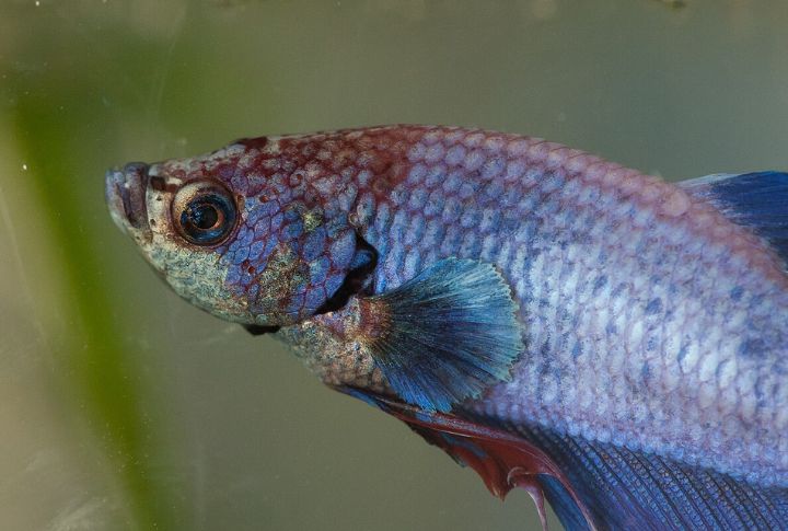 10 things to know about betta fish before you get one for your pot