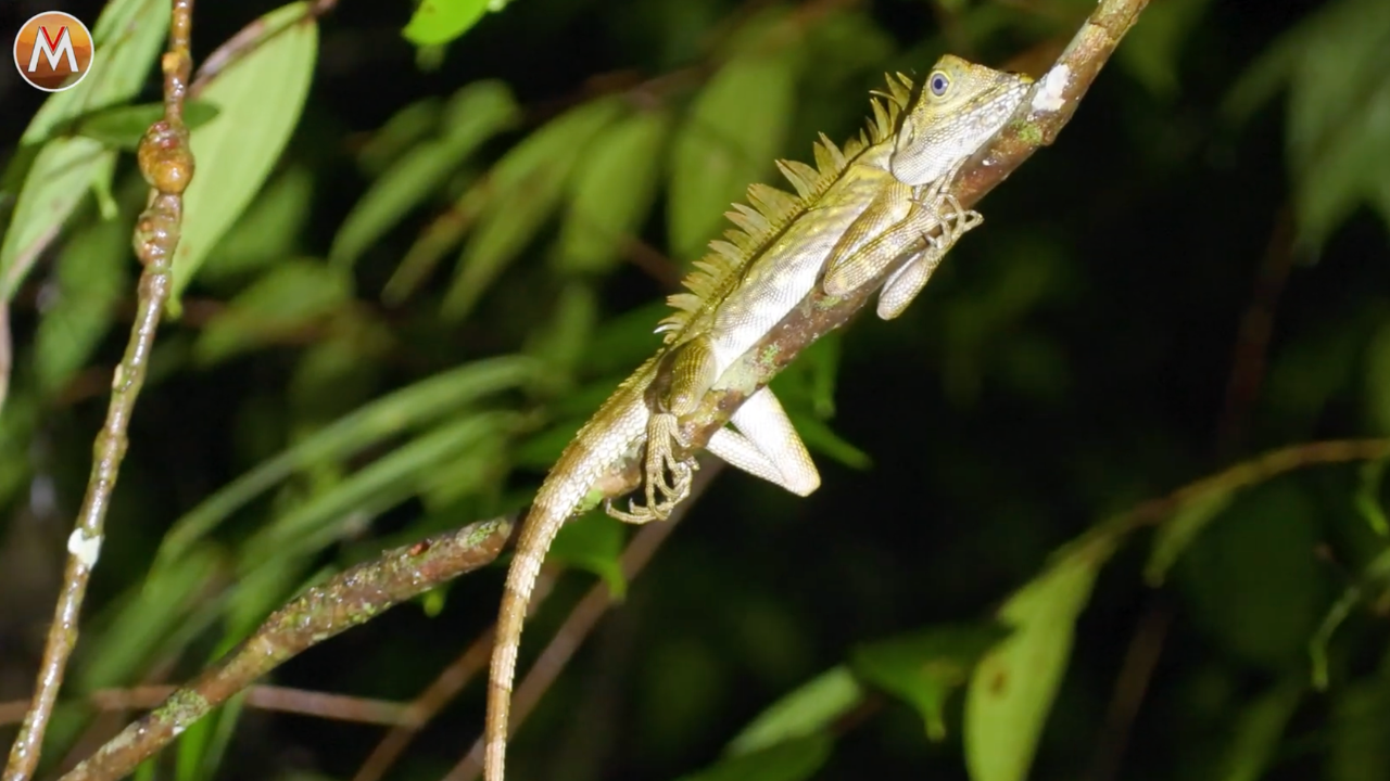 Mark Vins discovers a deadly mantis with a hidden talent