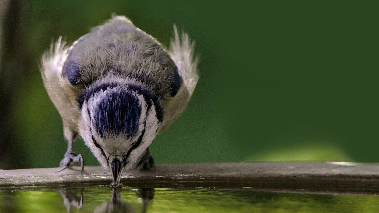Vogeltränke und Vogelbad aufstellen: So bereitest du den Tieren eine ...