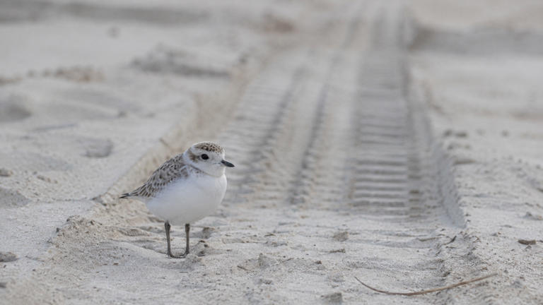 Oceano Dunes’ off-roading fight puts snowy plovers and least terns back ...