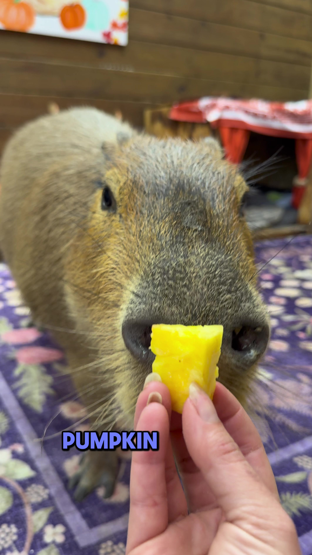 How Pumpkin the capybara discovers new foods safely