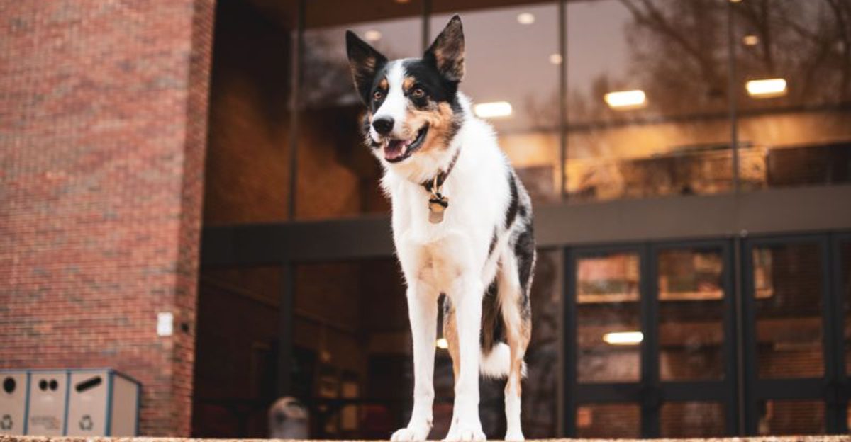 14 dog breeds that form such intense bonds they struggle when you're ...