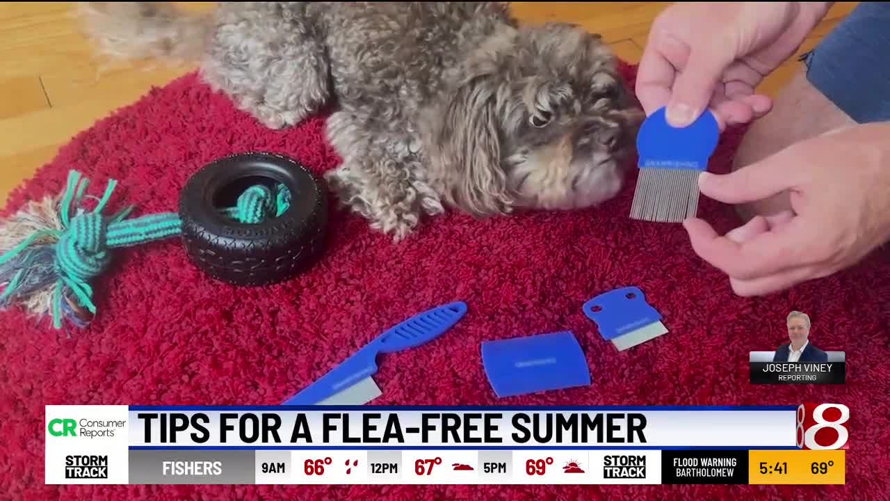 Don't let fleas take over: Expert tips to protect pets and home