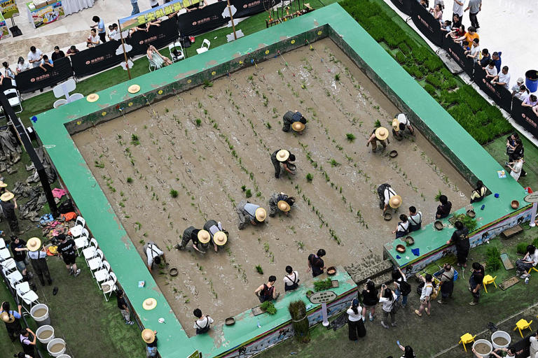 China Mall turns into rice paddy field for competition