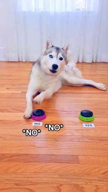 Dog answers fan questions using talking buttons! (Is she lazy) (1280p ...