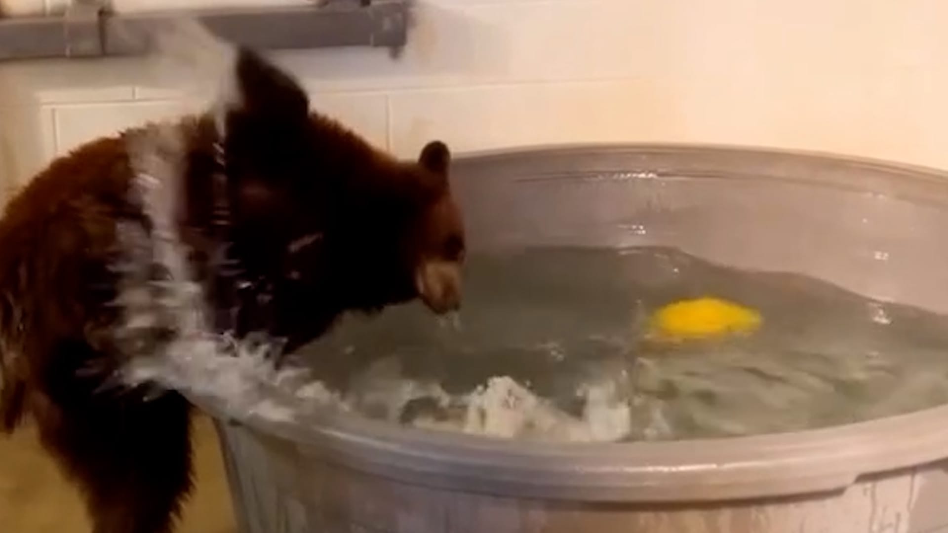 Bear siblings show very different pool personalities at Texas zoo