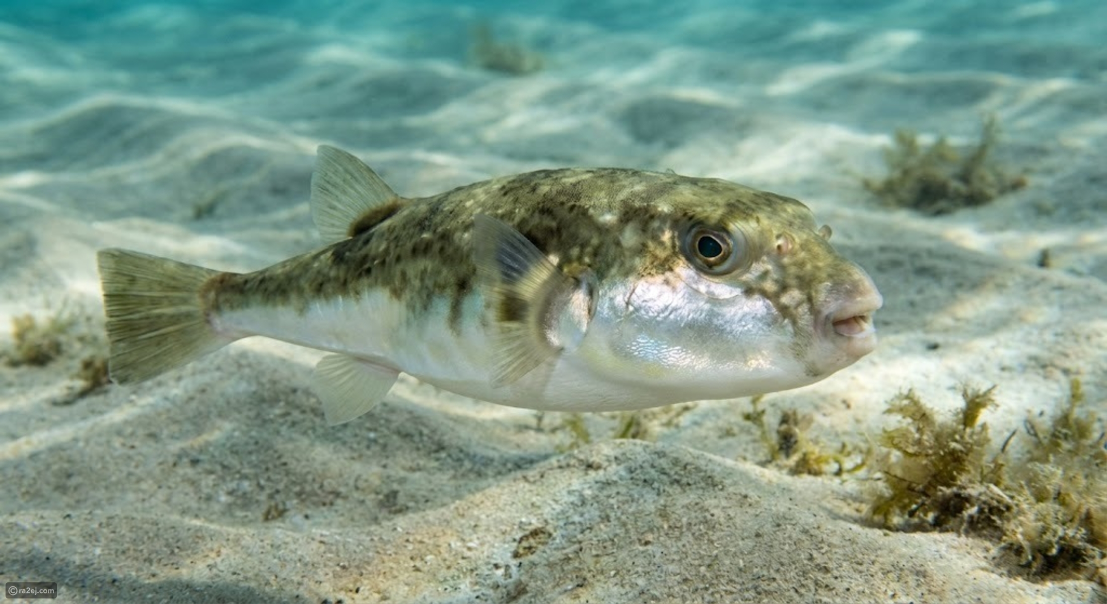British tourists warned after 'toe-biting' fish spotted in the sea