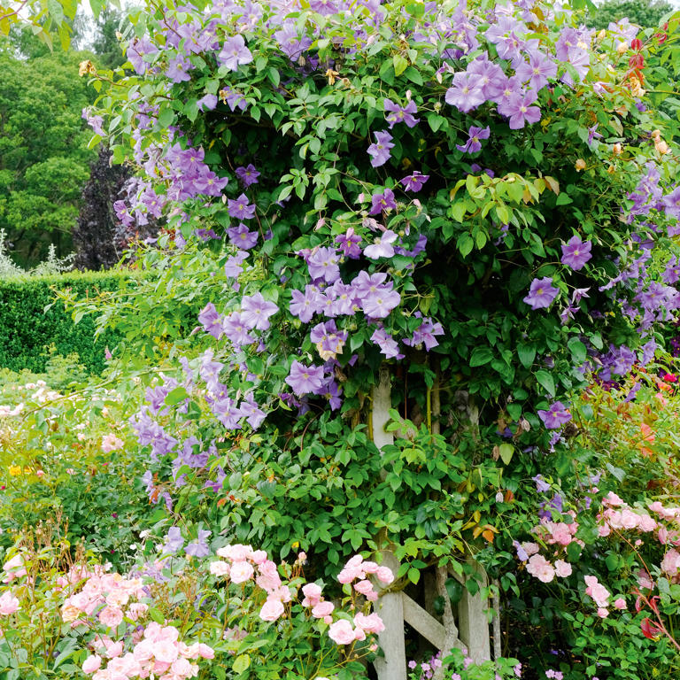 What to do with clematis in June for beautiful, abundant blooms and ...