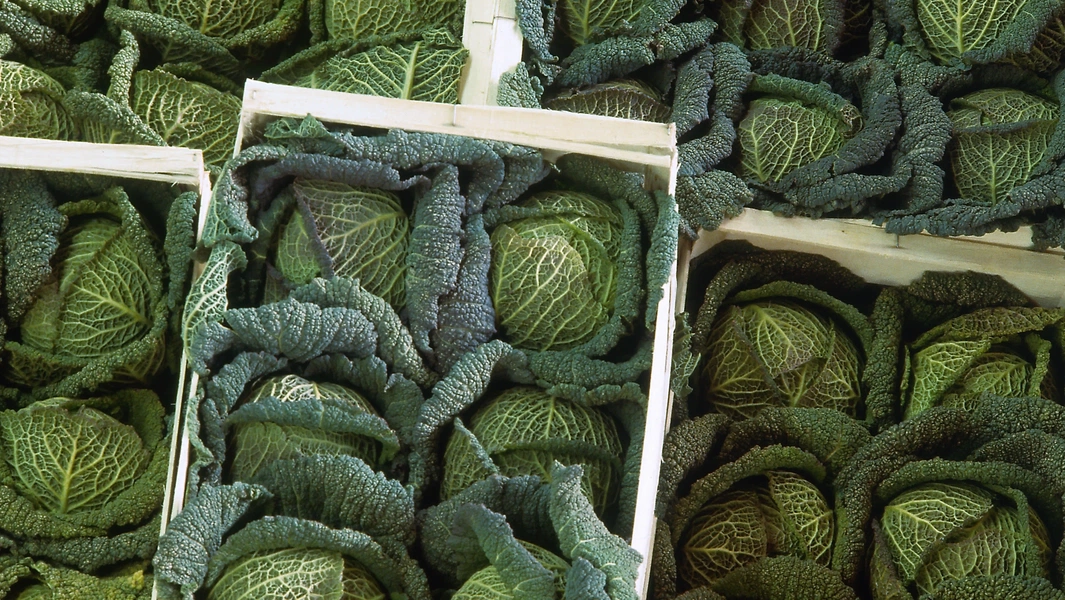 Cabbage nutrition, benefits, and potential risks