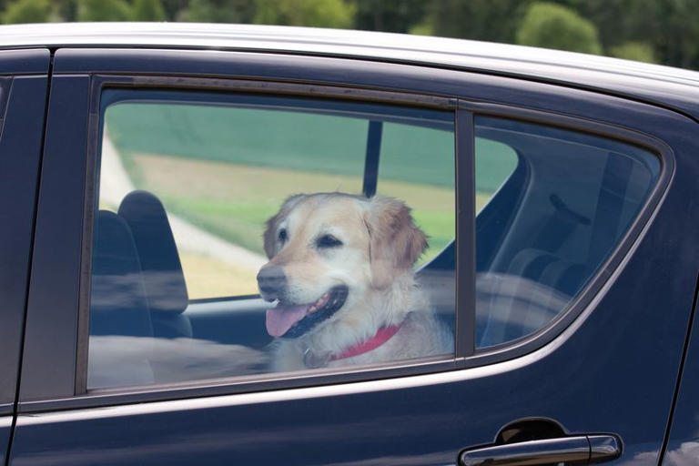 Lawyer explains rules on smashing a car window to rescue a dog in hot ...