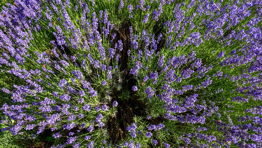 Essential tips for healthy lavender growth