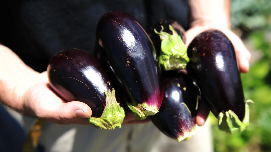 Sicilian eggplant parmigiana traditions and techniques