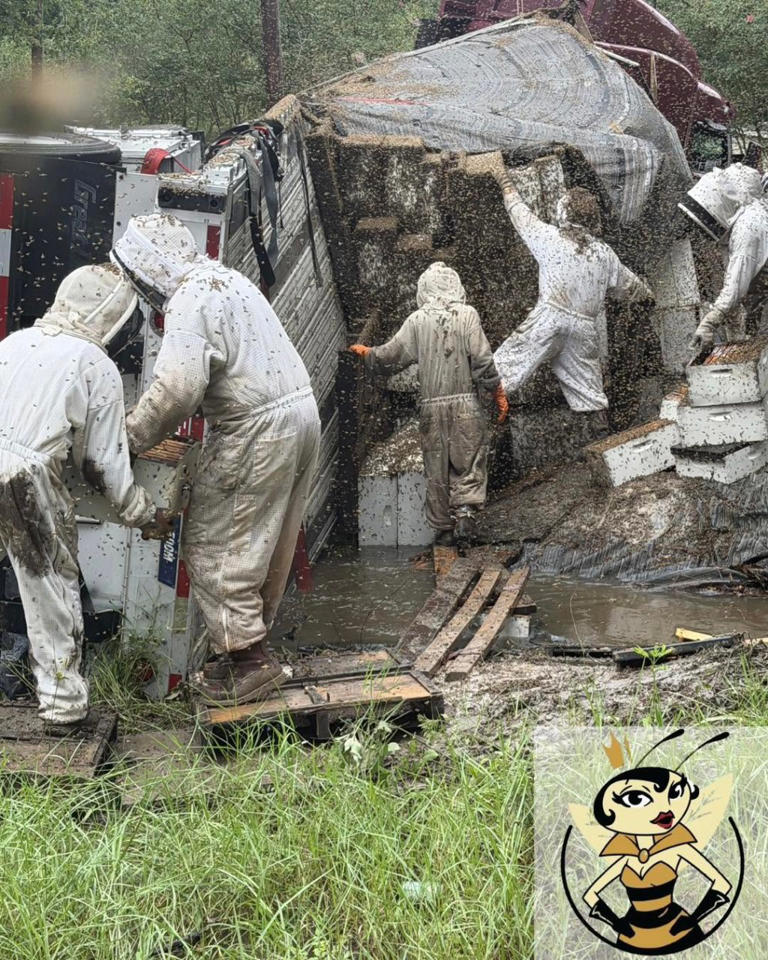 Millions of bees escape after truck carrying hives in Texas crashes in ...