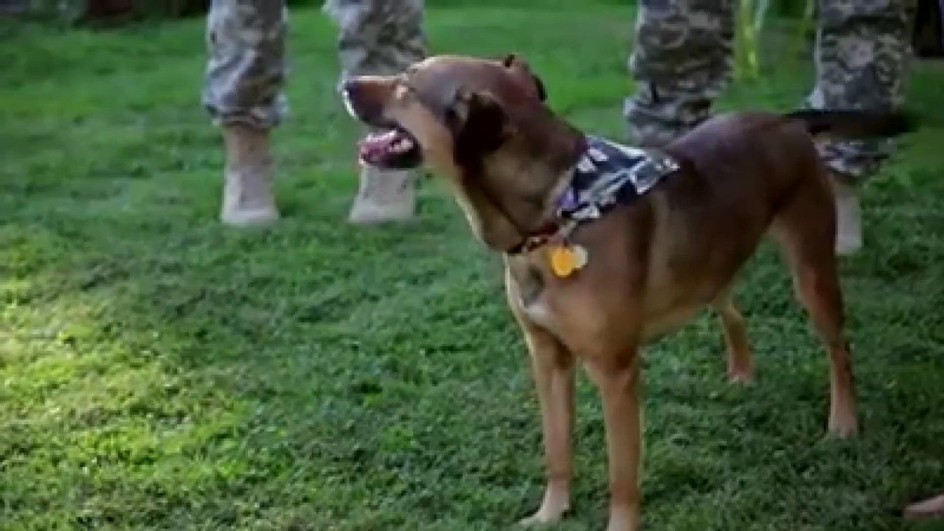 Operation Foster helps military members keep their pets