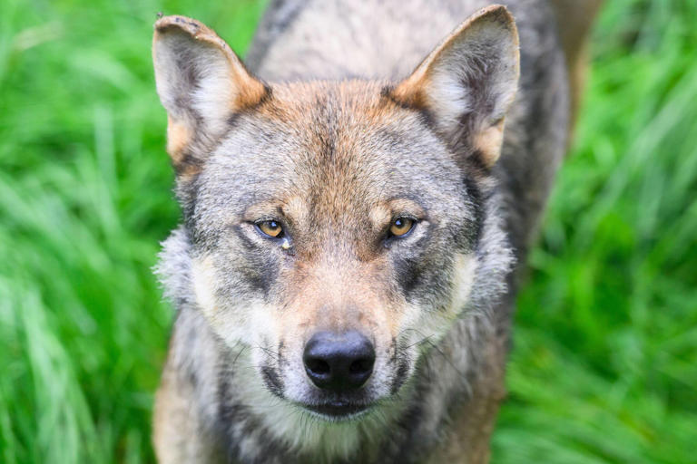 Wolf GW 1896m: Gericht sieht Abschussgenehmigung als rechtswidrig an