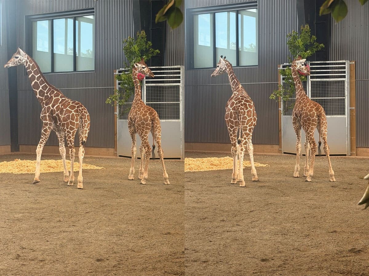 Missing giraffe calves connected to Natural Bridge Zoo safely located ...