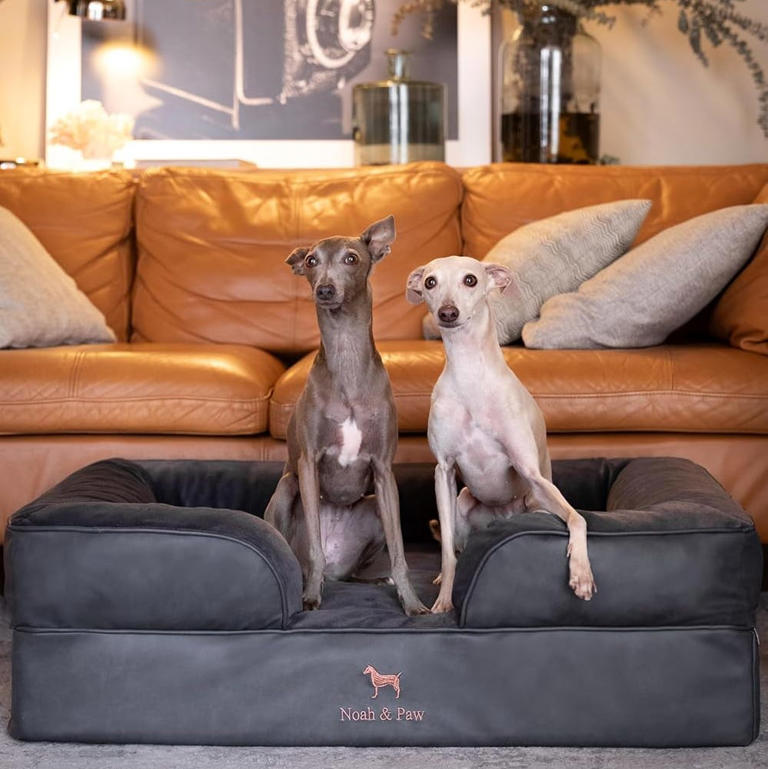 Amazon drops Prime Day deals on essential summer dog travel gear