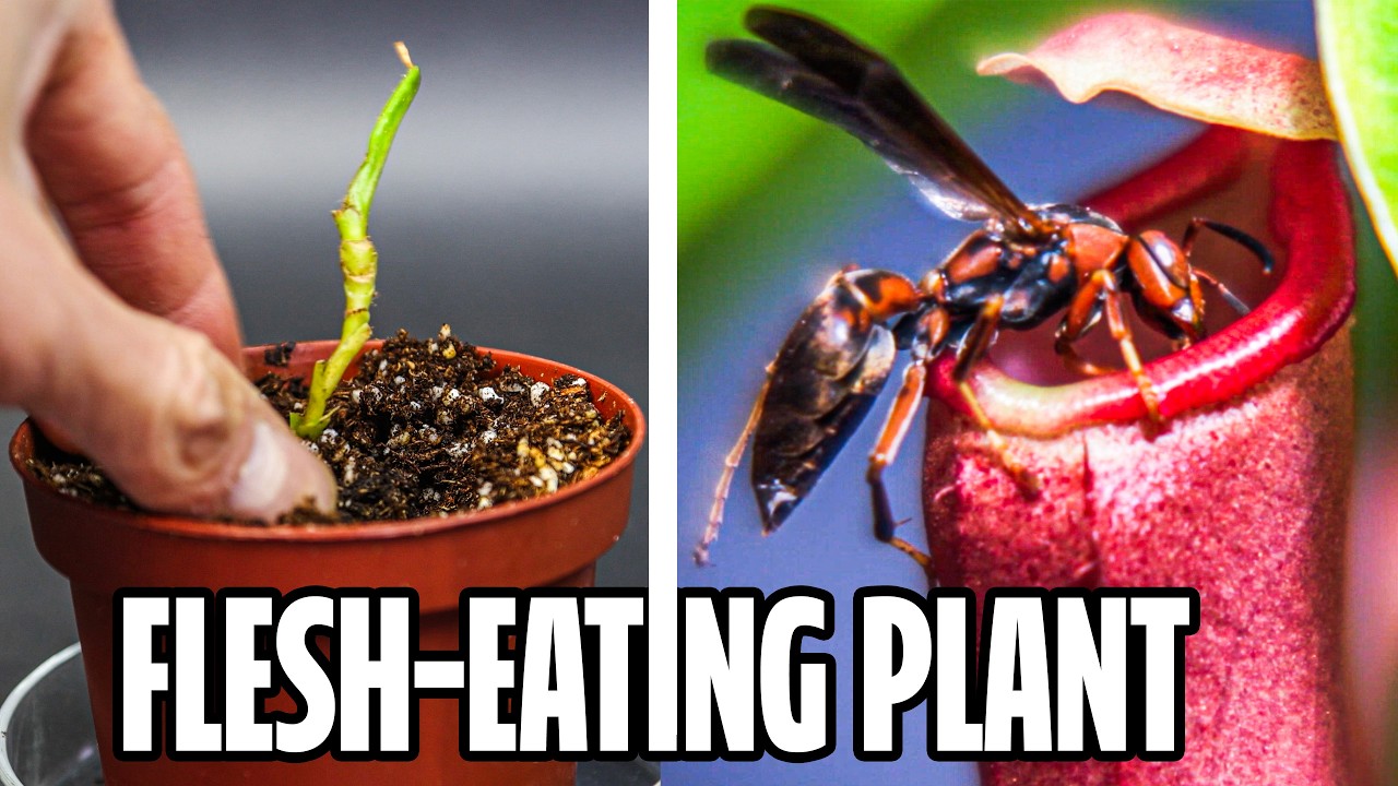 I filmed a Nepenthes pitcher plant for 440 days (time-lapse)