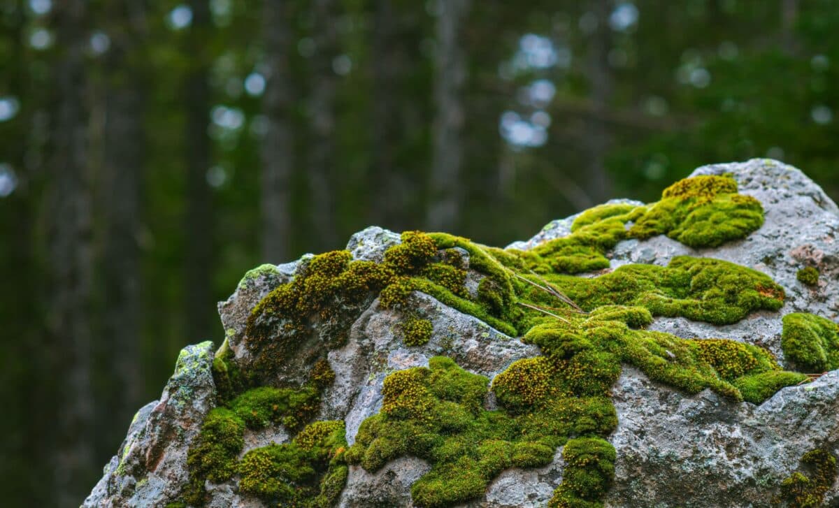 The ancient fungi bond hiding inside California’s toughest moss