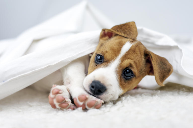 Non Velcro dogs 2026: Here are the 12 most independent breeds of ...