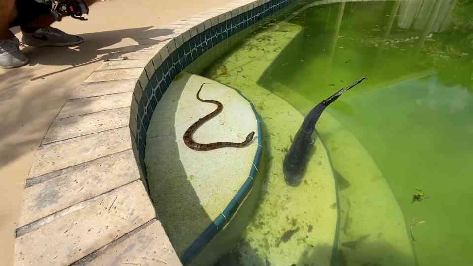 A snake moved into the abandoned pool and started paying rent in fish
