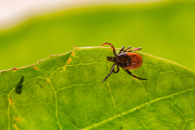 Check yourself — or someone else: 2026 is the summer of ticks