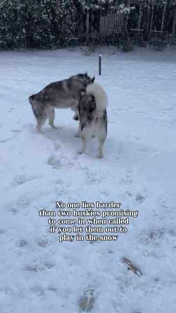 Well played, sirs: Huskies in action