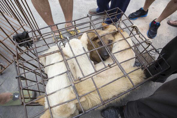 Horror as 'dog eating festival' returns in China - thousands of pups ...