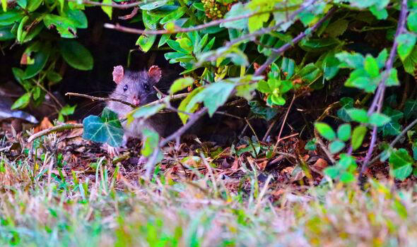 Rats can be scared out of gardens and not come back if you do 10-second ...