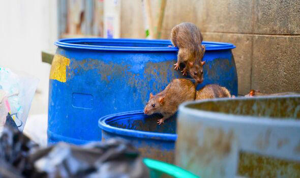 Rats can be scared out of gardens and not come back if you do 10-second ...